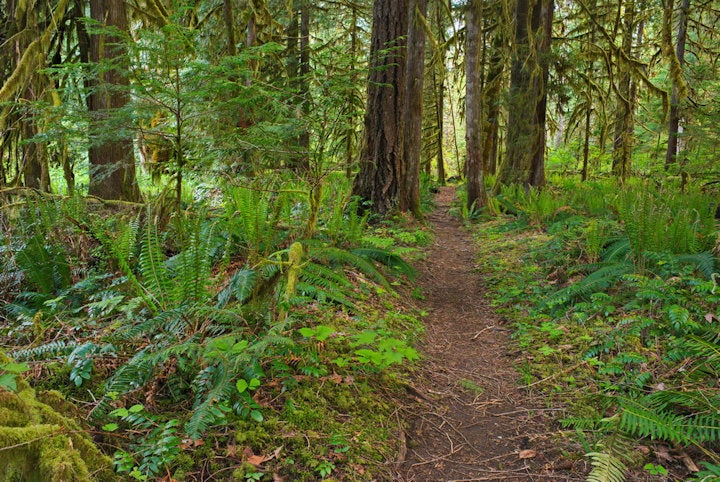 Forest Medicine | ClubTread.com